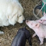 Whole Hog Pig Roast (In a Pit or Box) - Hidden Heights Farm