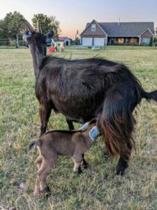 What to Feed Goats - Hidden Heights Farm