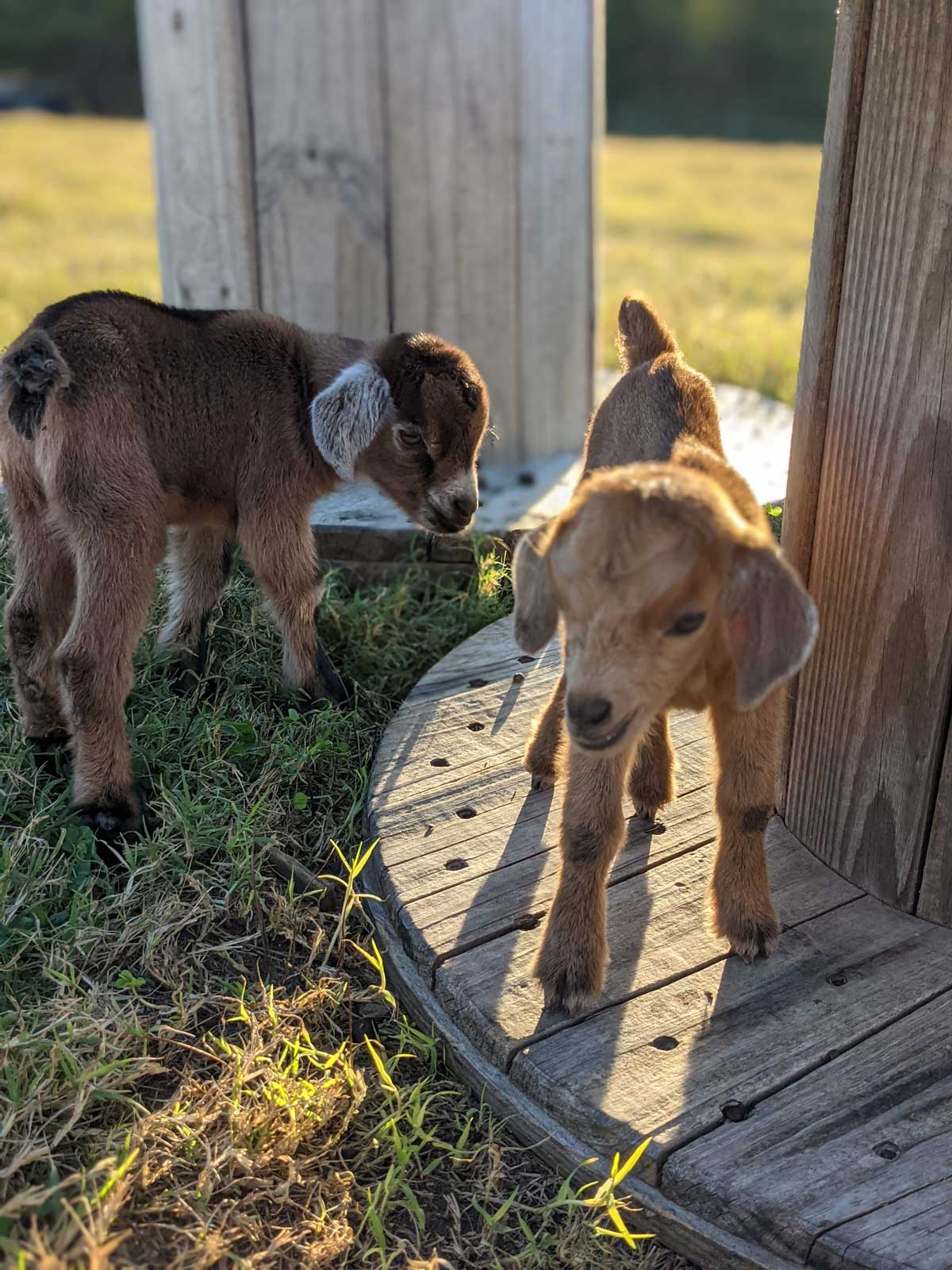 Birthing a Goat on the Farm - Hidden Heights Farm