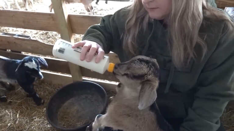 Bottle Feeding Goats (Simple & Approachable Method) - Hidden Heights Farm