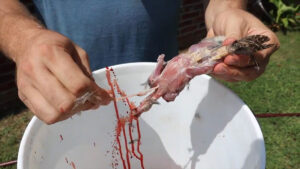 How to Butcher a Quail - Hidden Heights Farm