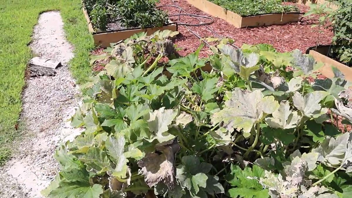 How to Get Rid of Squash Bugs - Hidden Heights Farm