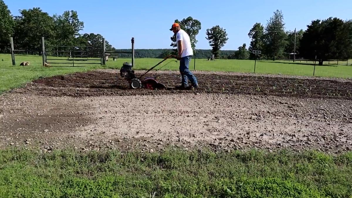 Fertilizing Sweet Corn - Hidden Heights Farm