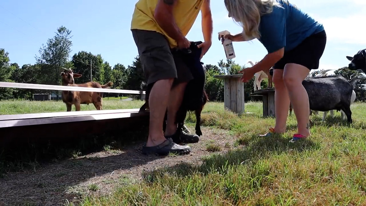 Pink Eye in Goats - Hidden Heights Farm