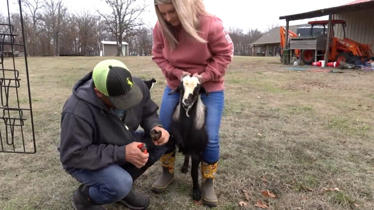 How to Trim Goat Hooves (Everything You Need to Know) - Hidden Heights Farm